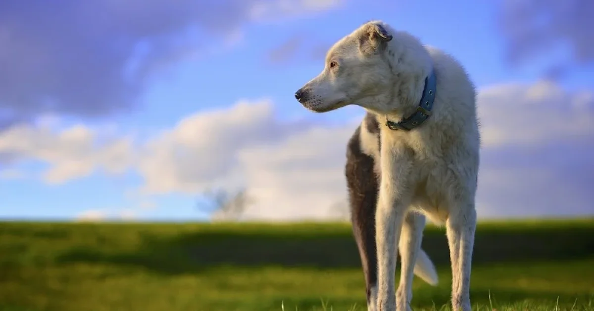Die türkische Sonne ist untergegangen | Sophie Strodtbeck